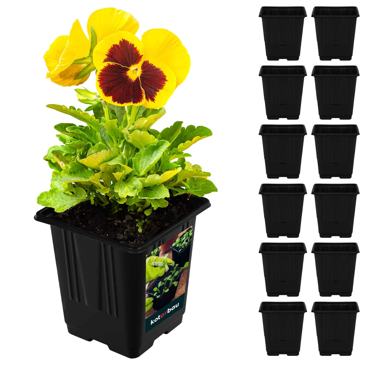 Ghivece de semințe pătrate de 7 cm set de 12 buc. 7x7 cm | Grădină ...